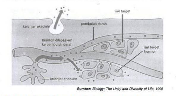Sistem Hormon pada Manusia Berserta Fungsi Kelenjar Endokrin dan ...